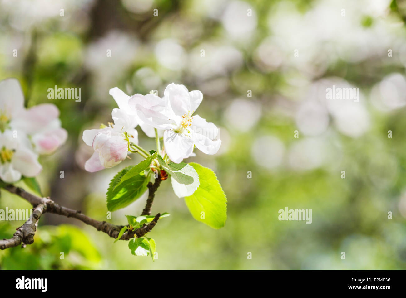bloom on flowering apple tree close up in spring with green forest ...