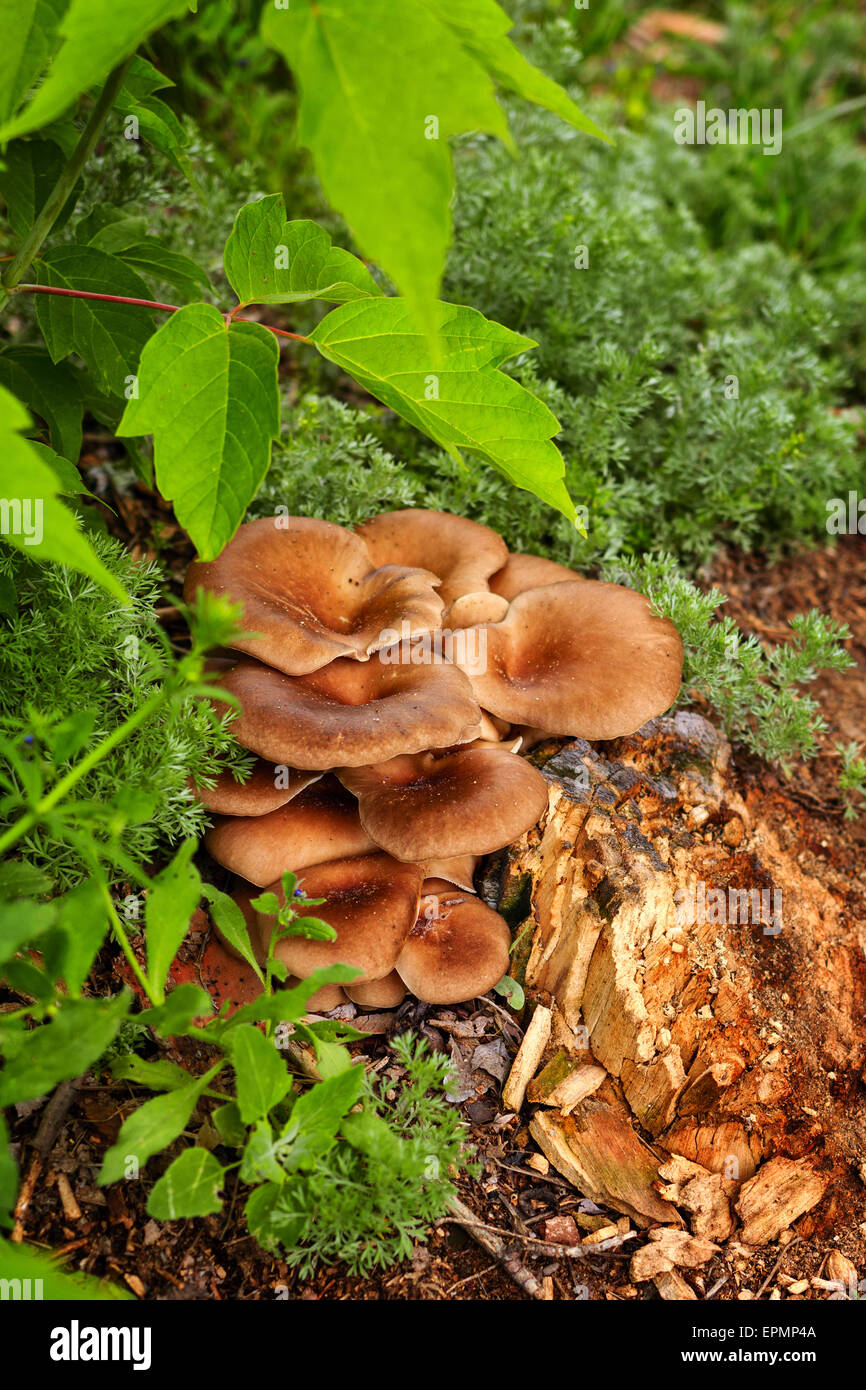 Mushrooms near the stump macro. Vegetarian food without GMOs. Concept ...