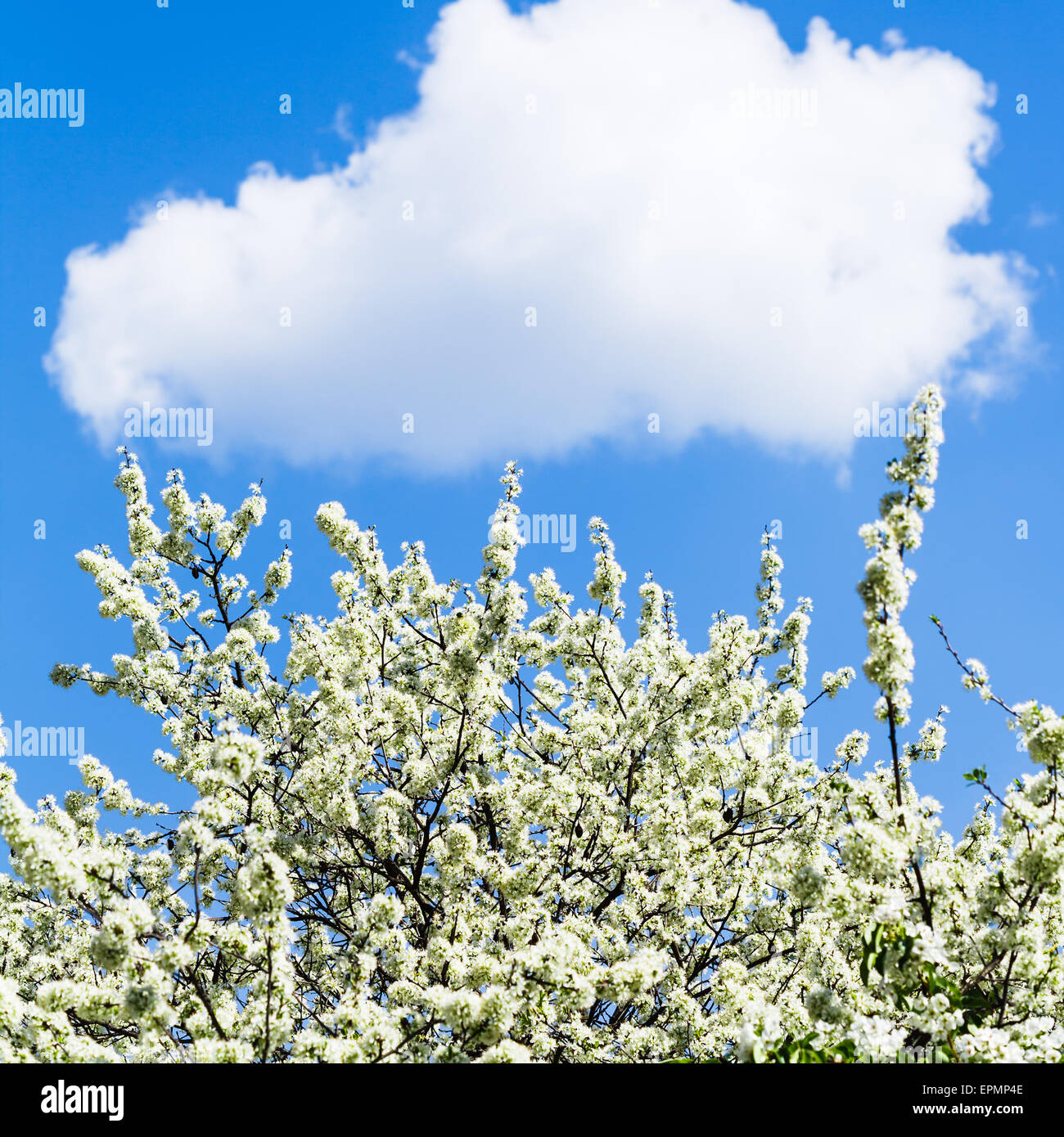 white cloud in blue sky and blossoming cherry tree in spring Stock ...