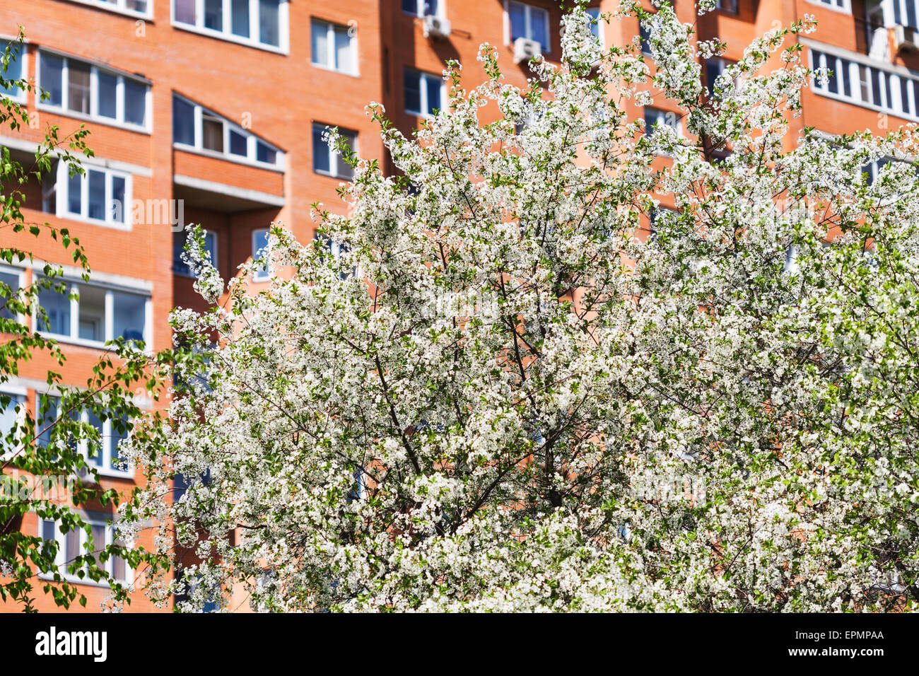 flowering cherry tree and urban apartment house on background Stock ...