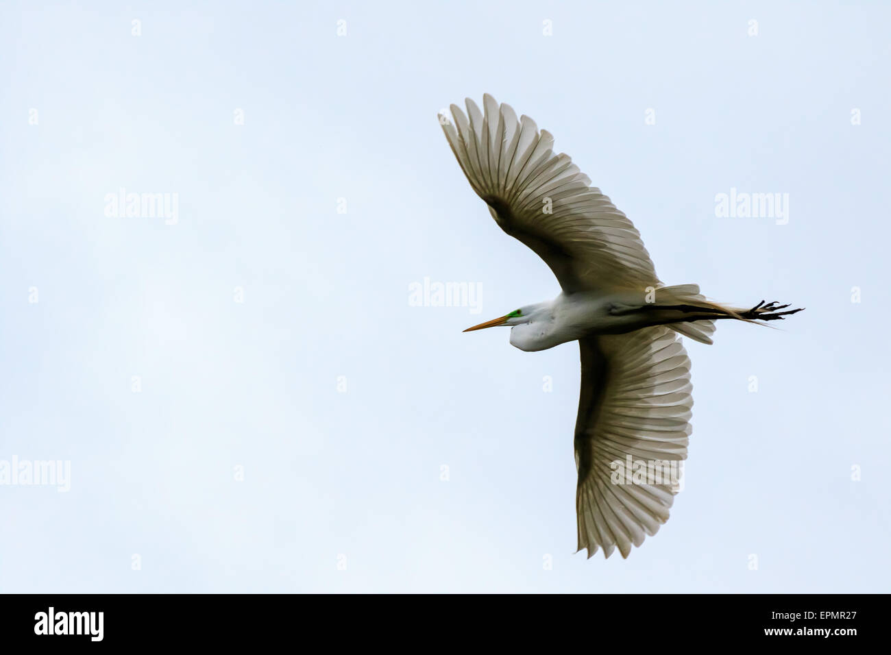 Great White Egret in Flight Stock Photo - Alamy