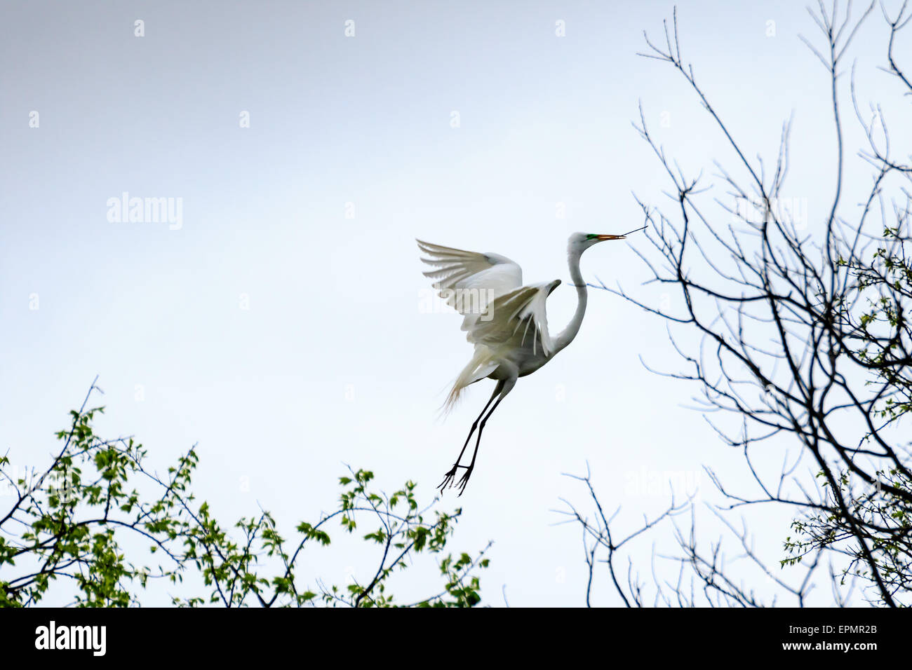 Great White Egret in Flight Stock Photo - Alamy