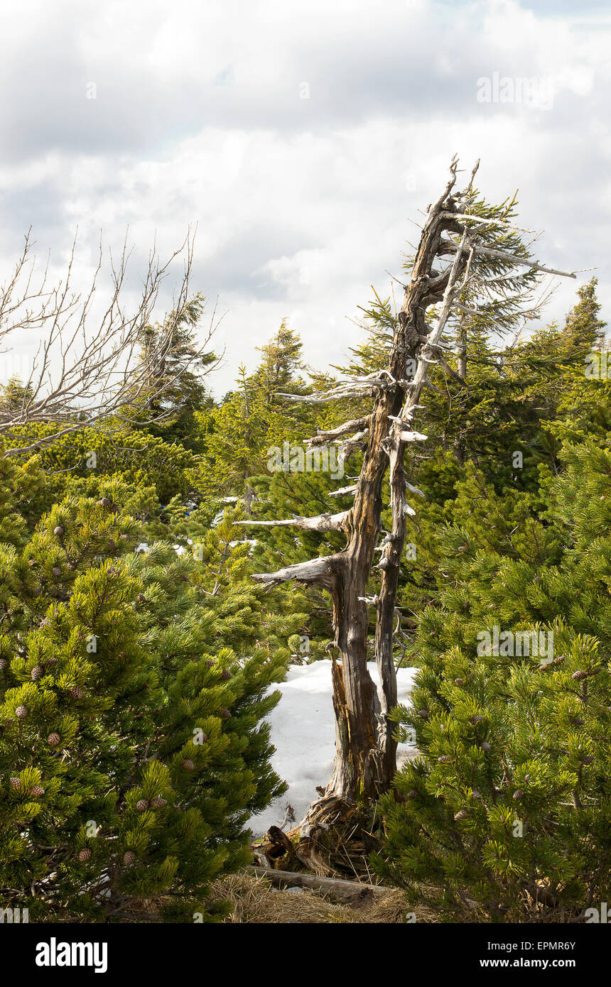 Dwarf pine trees hi-res stock photography and images - Alamy