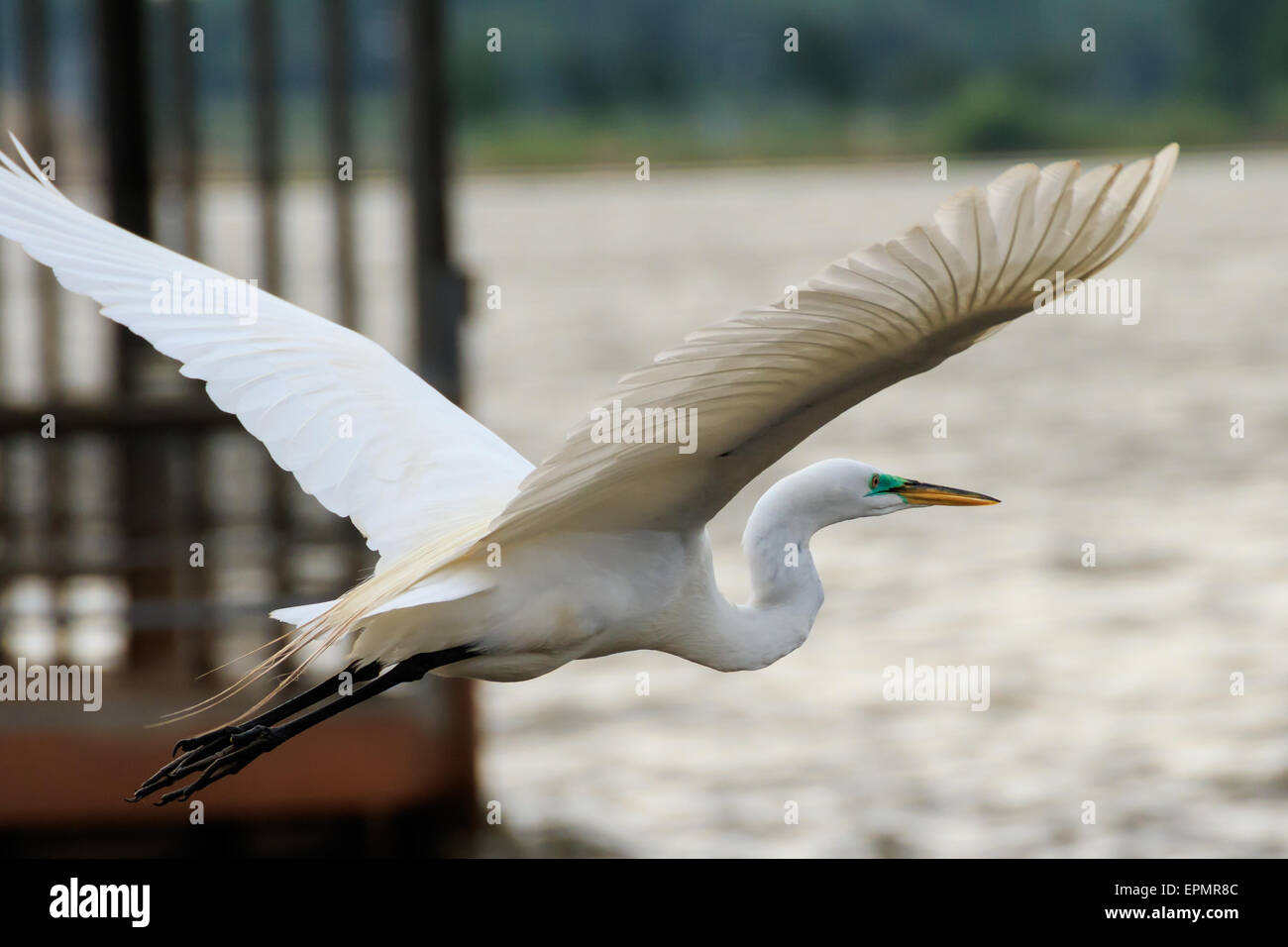 Great Egret in Flight Stock Photo - Alamy