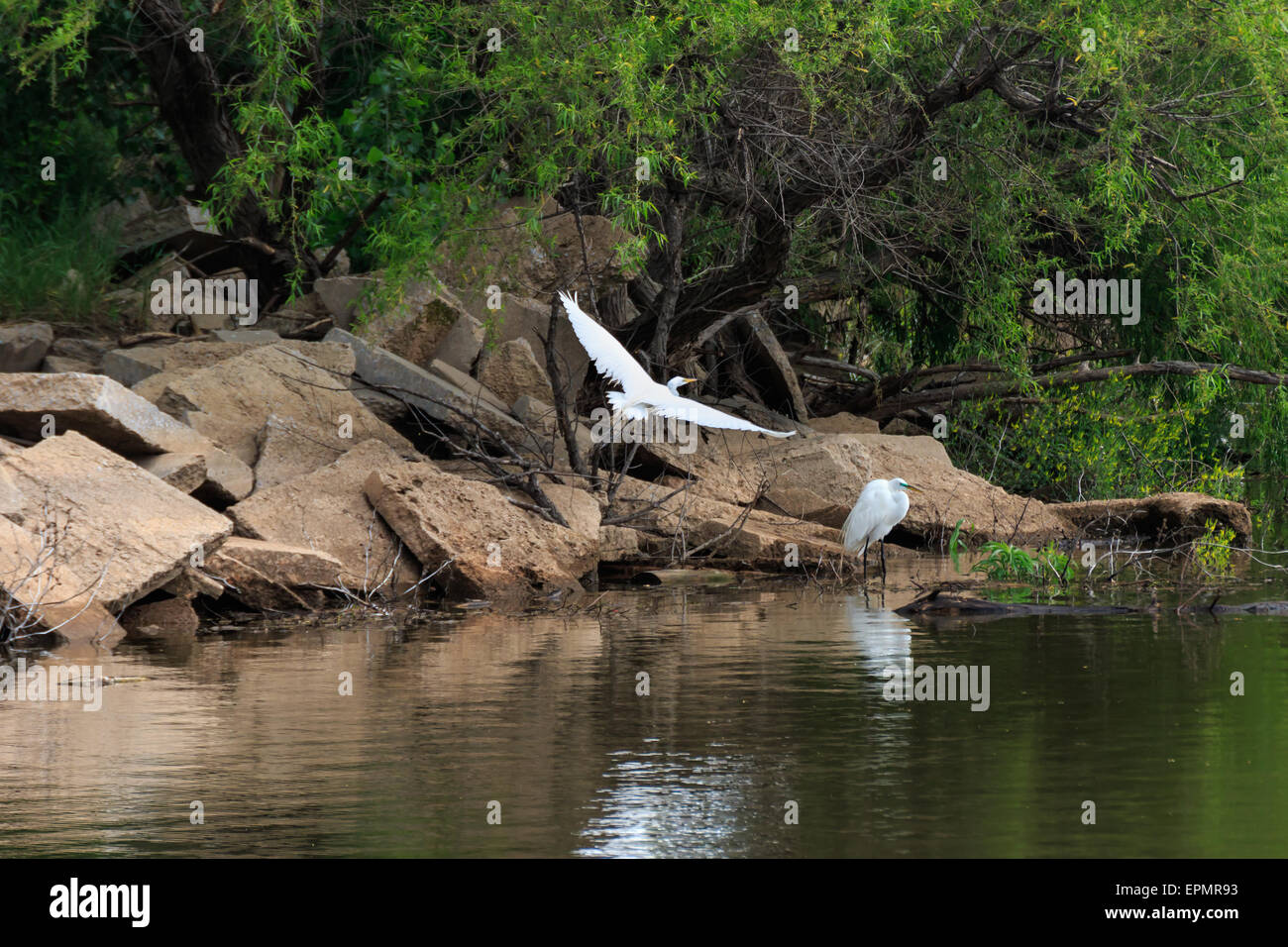 Majestic egrets hi-res stock photography and images - Alamy