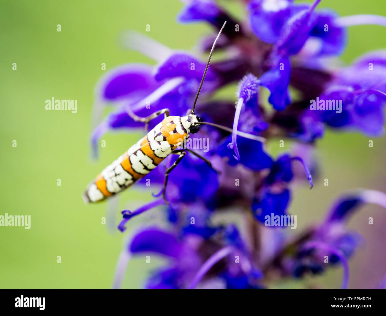 Macro image tiny flower hi-res stock photography and images - Alamy