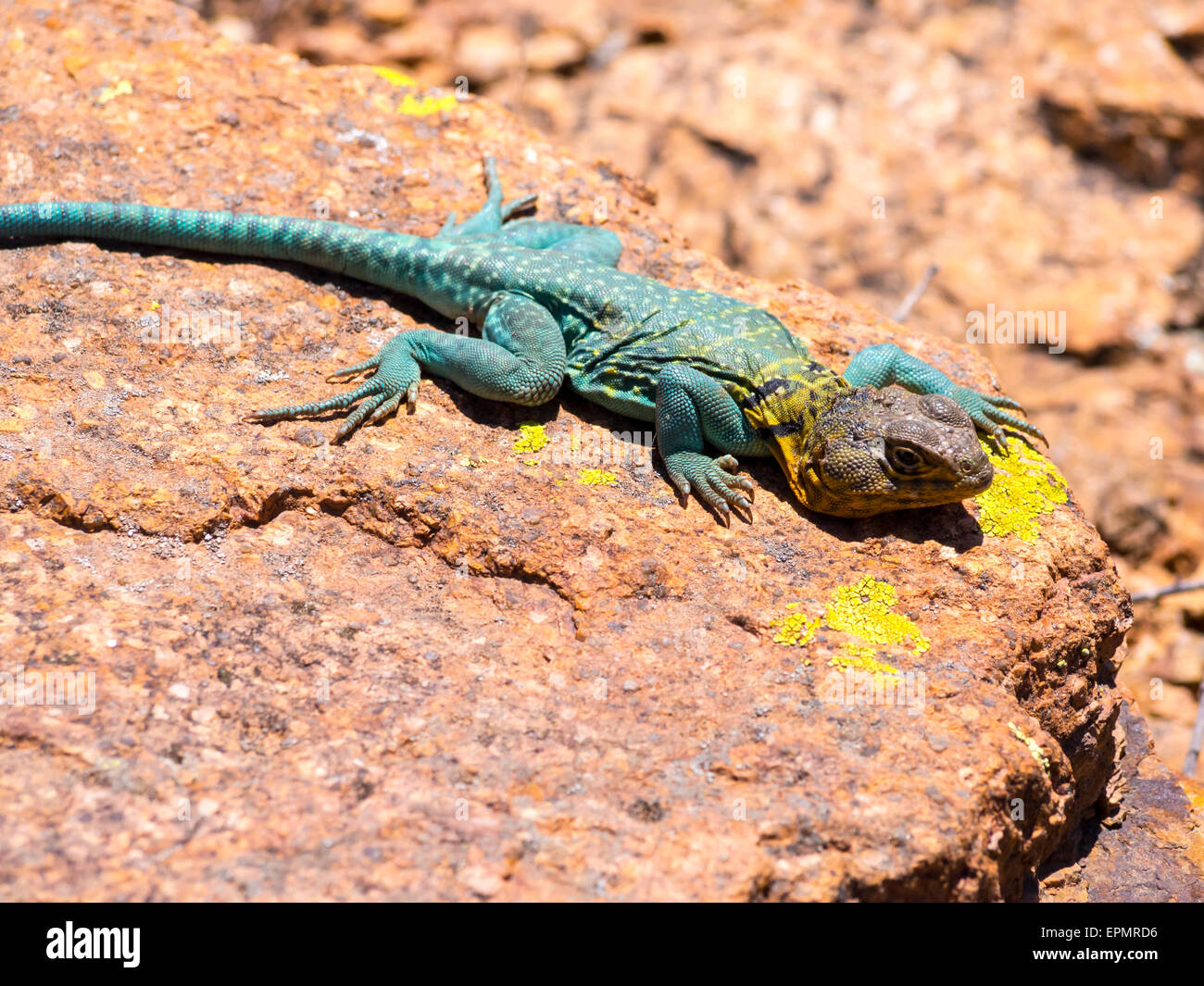 Lizard ready to Strike Stock Photo - Alamy