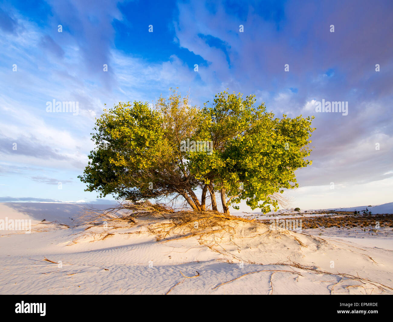 White Sands - Last Tree Standing Stock Photo - Alamy