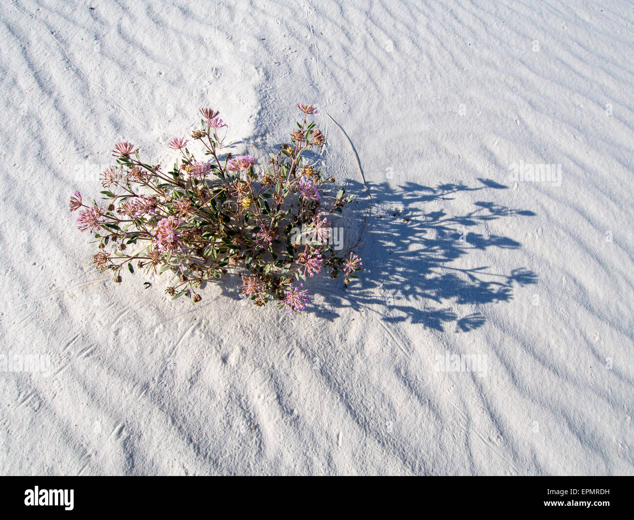 White Sands Pink Flower Stock Photo - Alamy