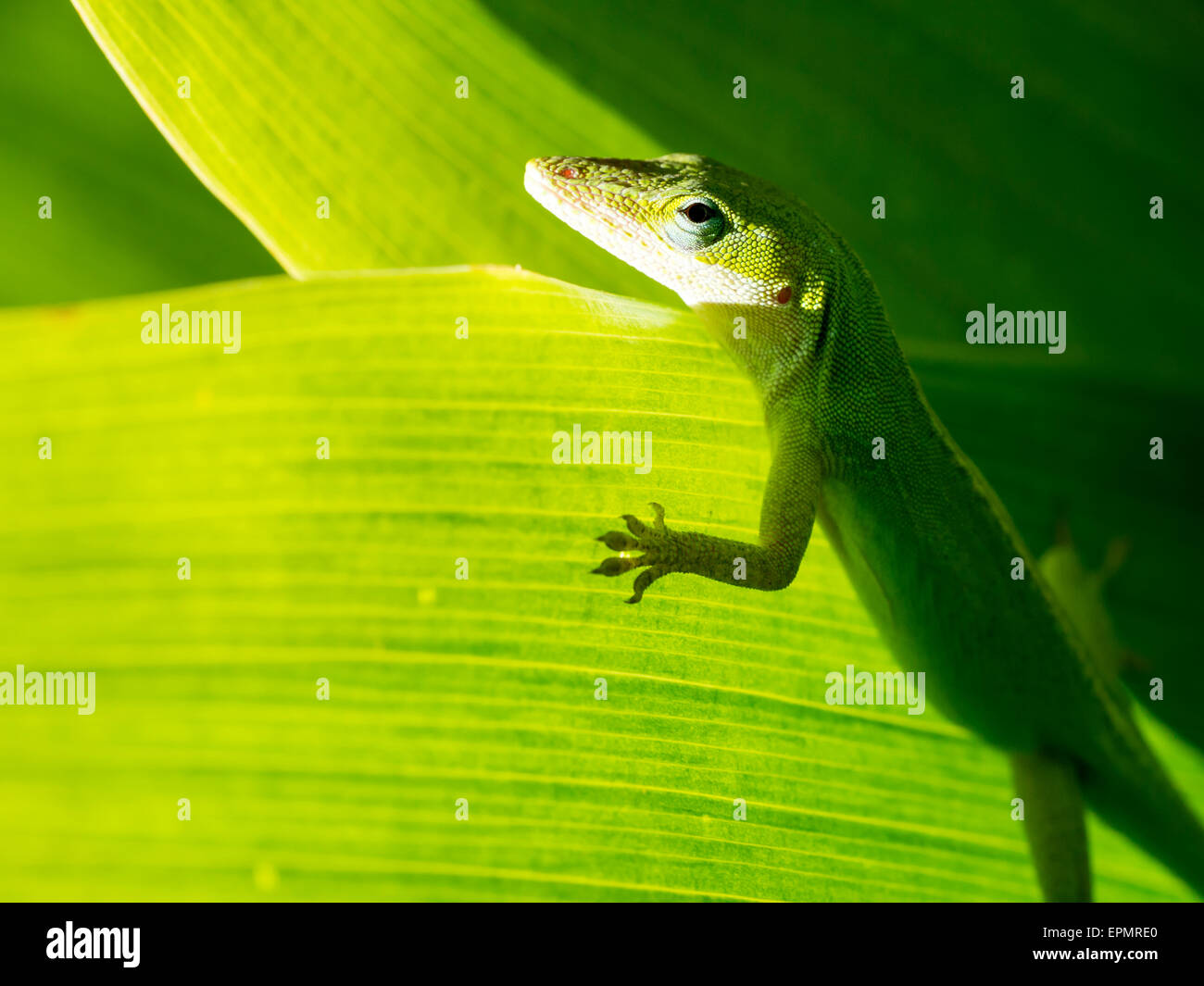 Lizard getting some sun Stock Photo - Alamy