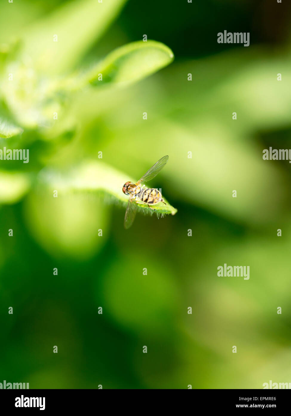 Tiny insect hi-res stock photography and images - Alamy
