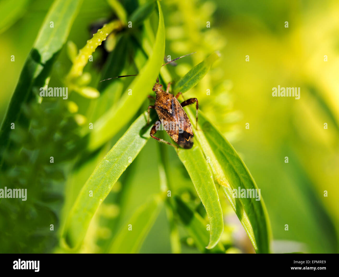 Beatle shell hi-res stock photography and images - Alamy