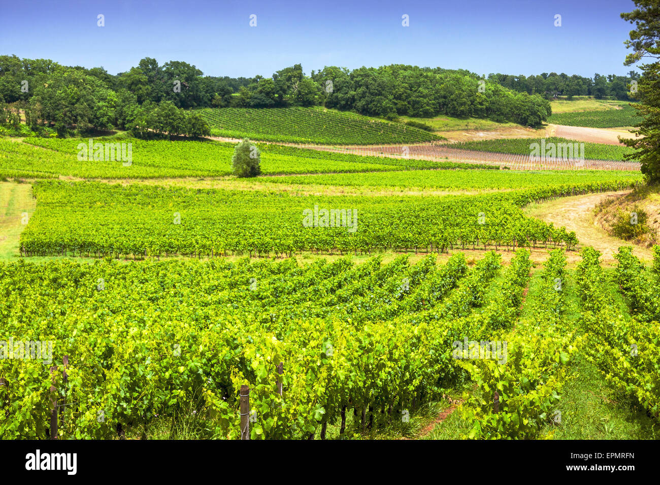 Vineyard bordeaux france hi-res stock photography and images - Alamy