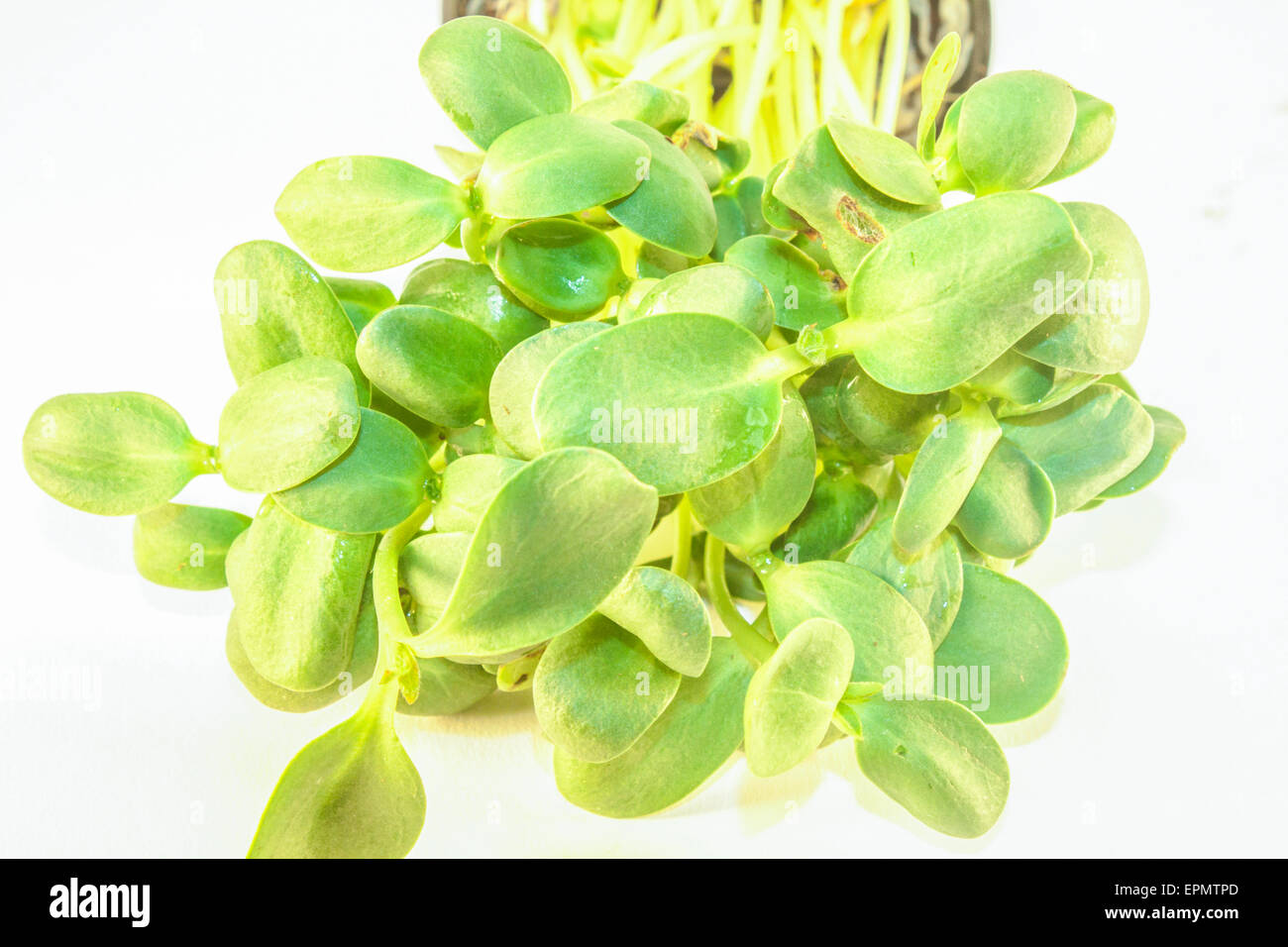 A bunch of sunflower sprouts, isolated on white background Stock Photo ...