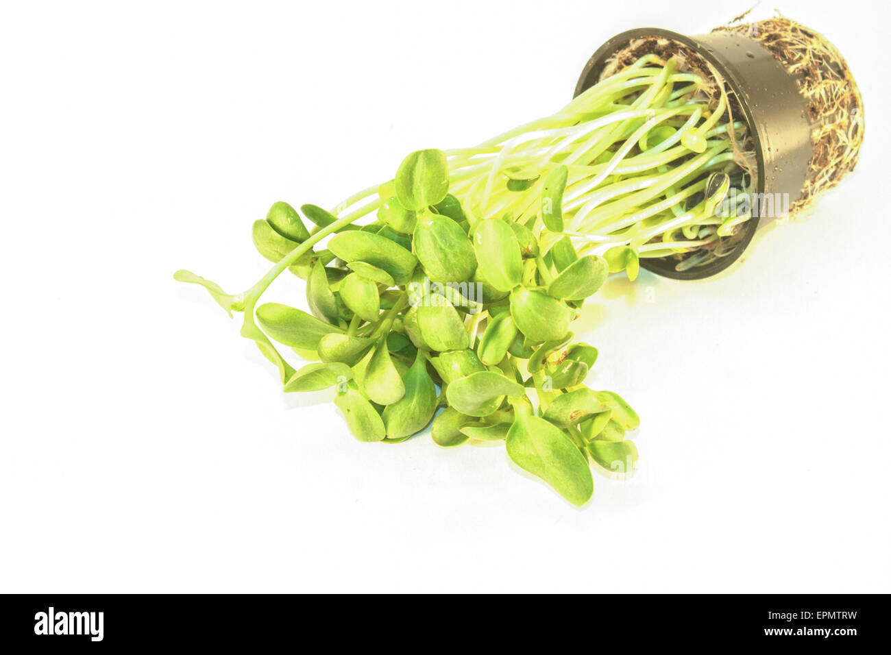 A bunch of sunflower sprouts, isolated on white background Stock Photo ...