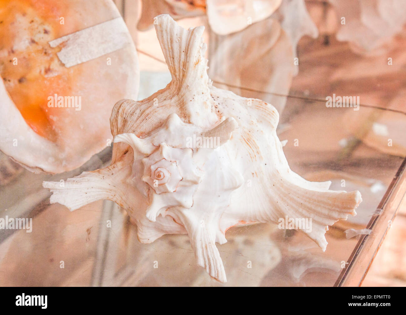 Seashell shop hi-res stock photography and images - Alamy