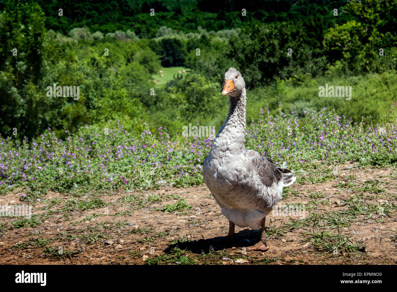 Geese for goose liver pate on farm, Dordogne, Aquitaine, France, Europe ...