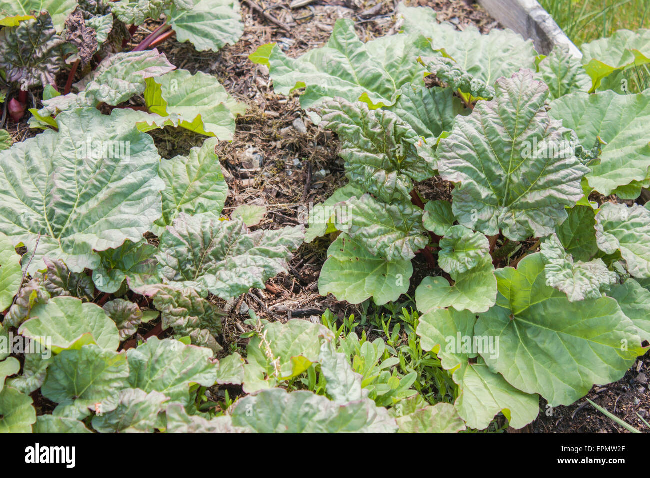 A green Rhubarb field, full of young, early fresh rhubarb Stock Photo ...