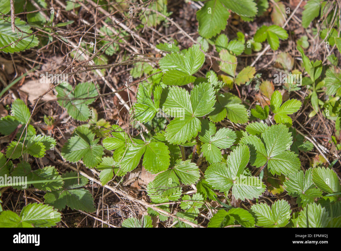 Strawberry Plant Leaves
