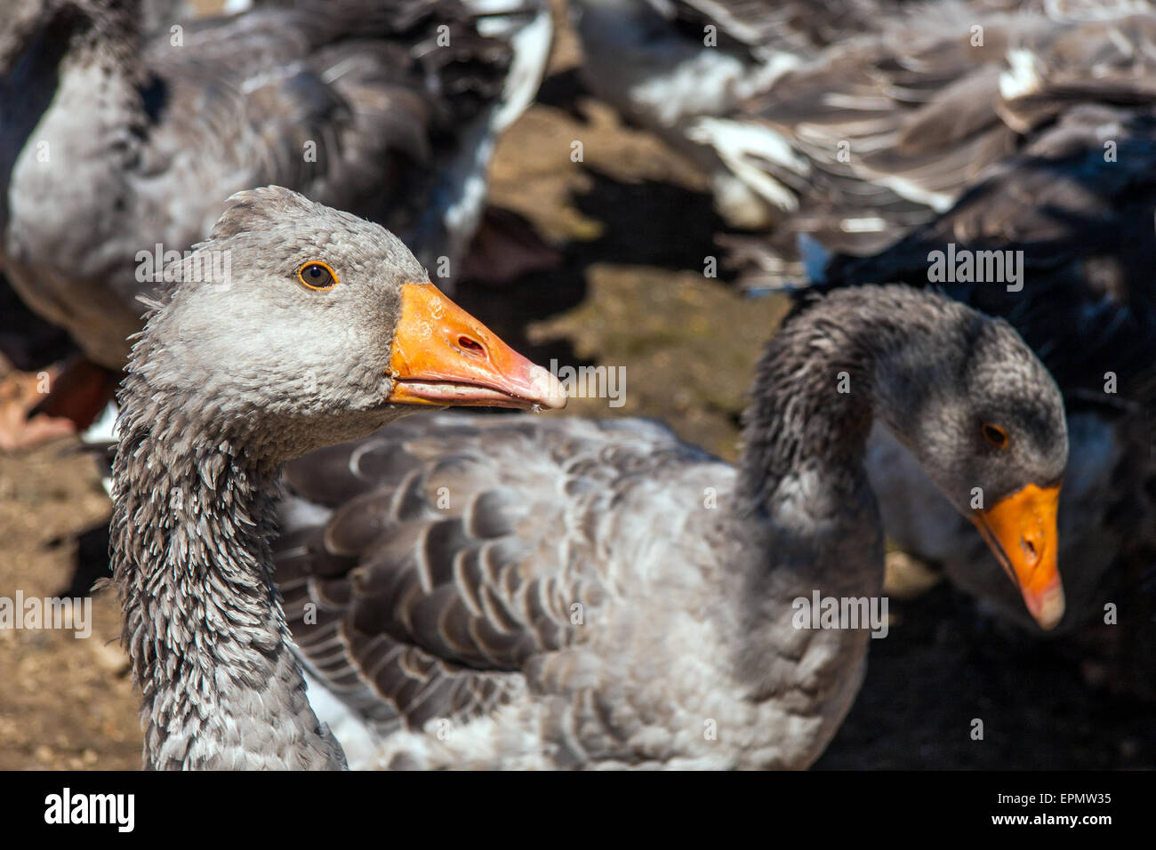 Fattened goose hi-res stock photography and images - Alamy