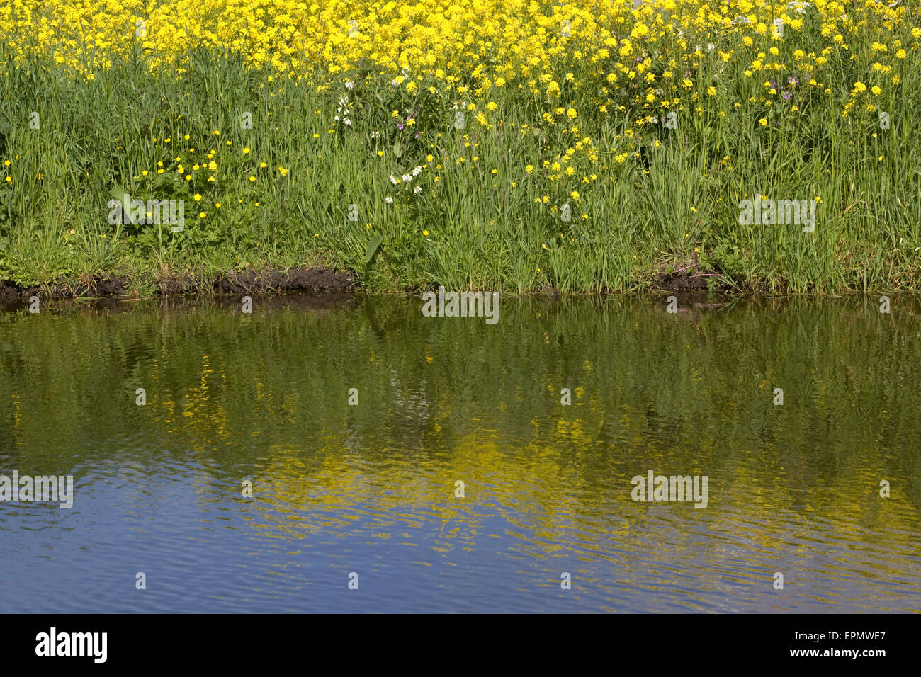 Water cowslip hi-res stock photography and images - Alamy