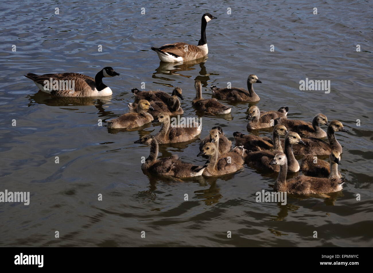 Canada Geese Branta Canadensis with Goslings Stock Photo - Alamy