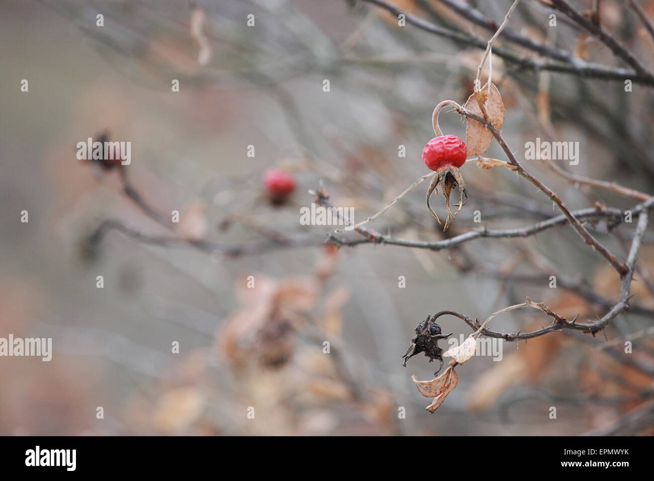 Red thorny briar hips herb Stock Photo - Alamy
