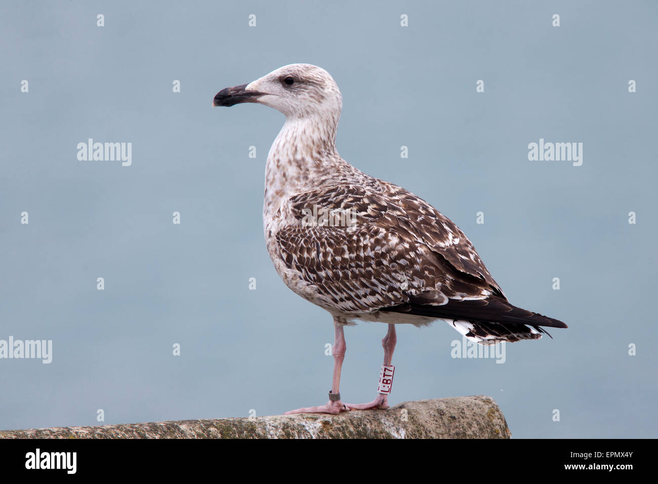 Great Black-backed Gull, immature, ringed, Coverack, Cornwall, England ...