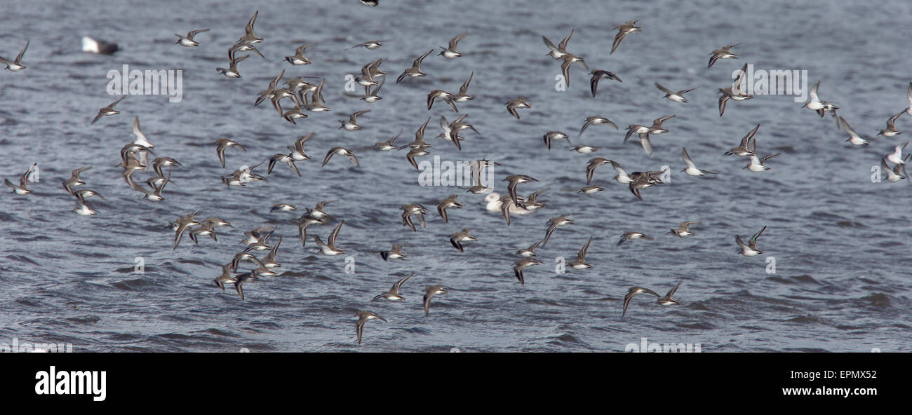 Dunlin, a flock in flight at the Hayle Estuary RSPB Reserve, Cornwall ...
