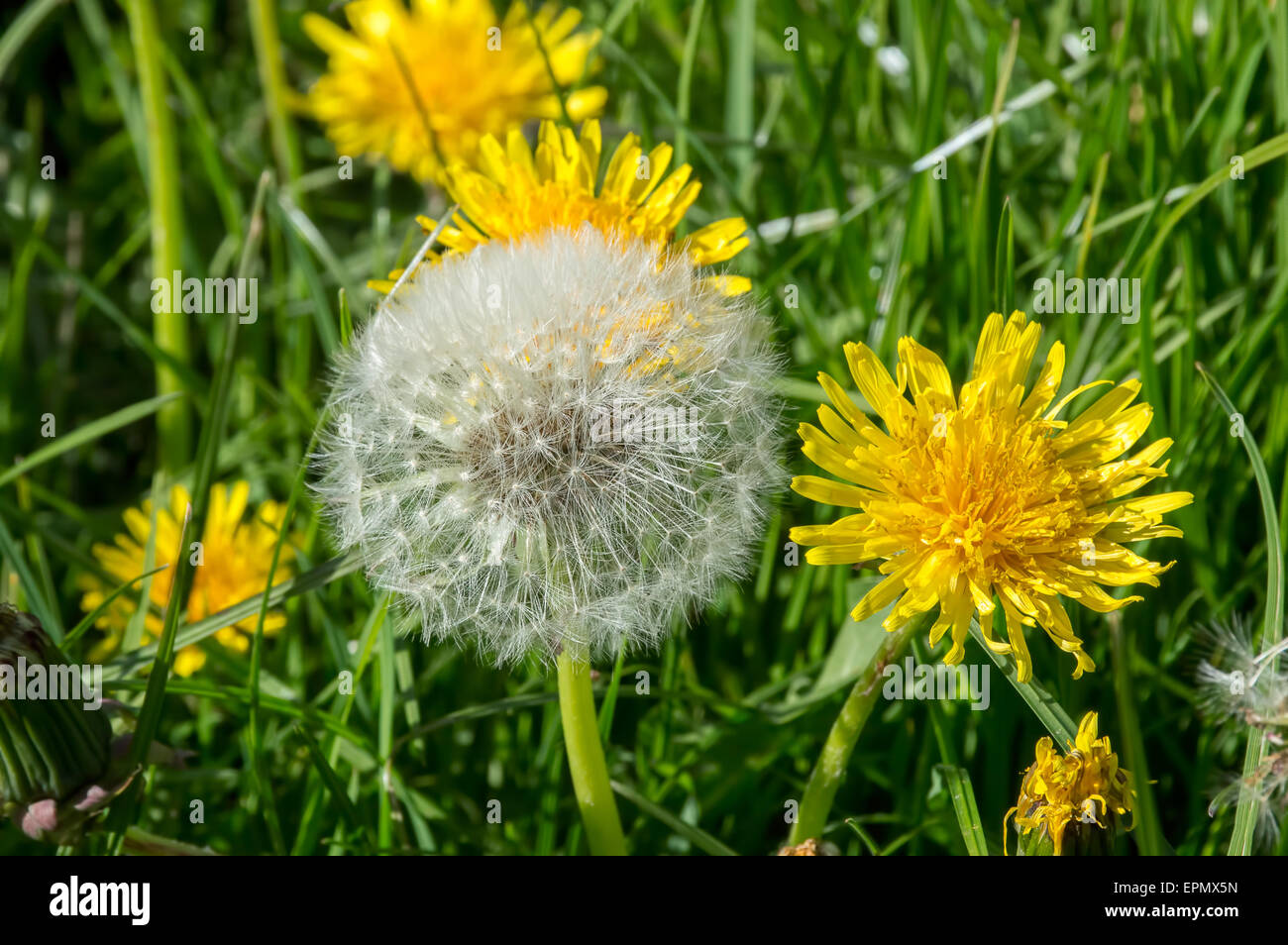 Flowering and Seeding Dandelions Stock Photo - Alamy