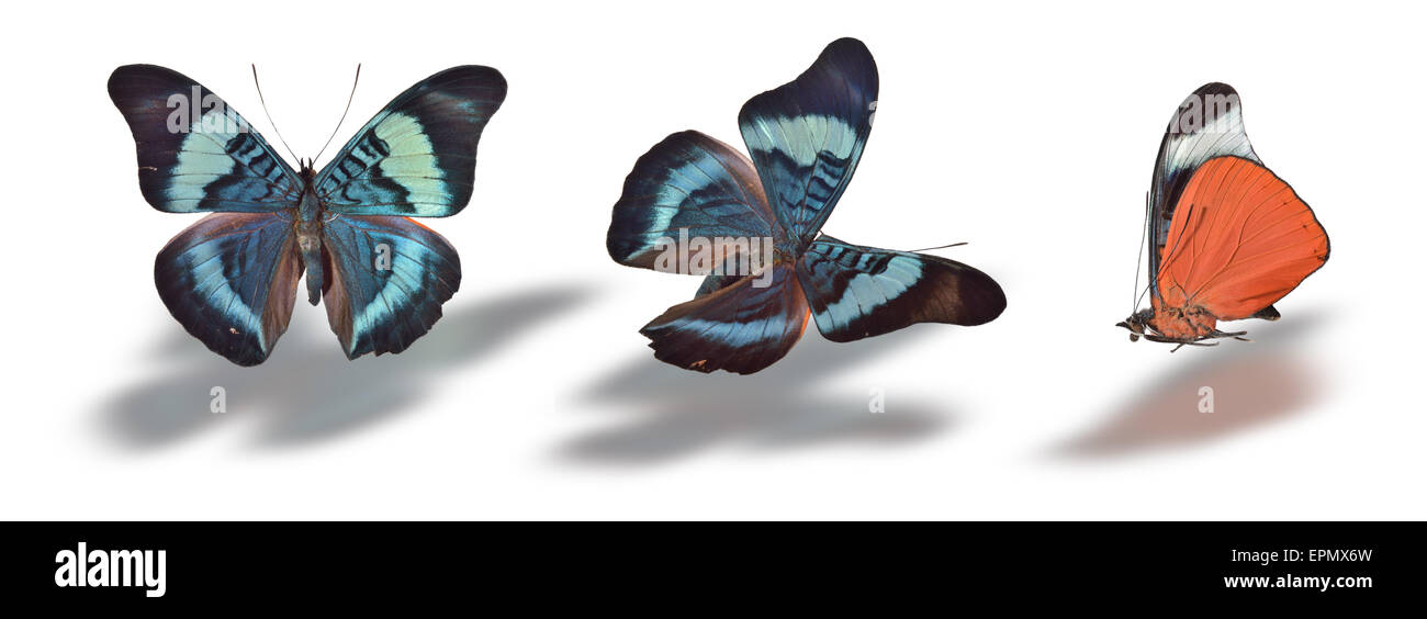 Butterfly (Panacea prola) isolated on white background. Clipping path ...