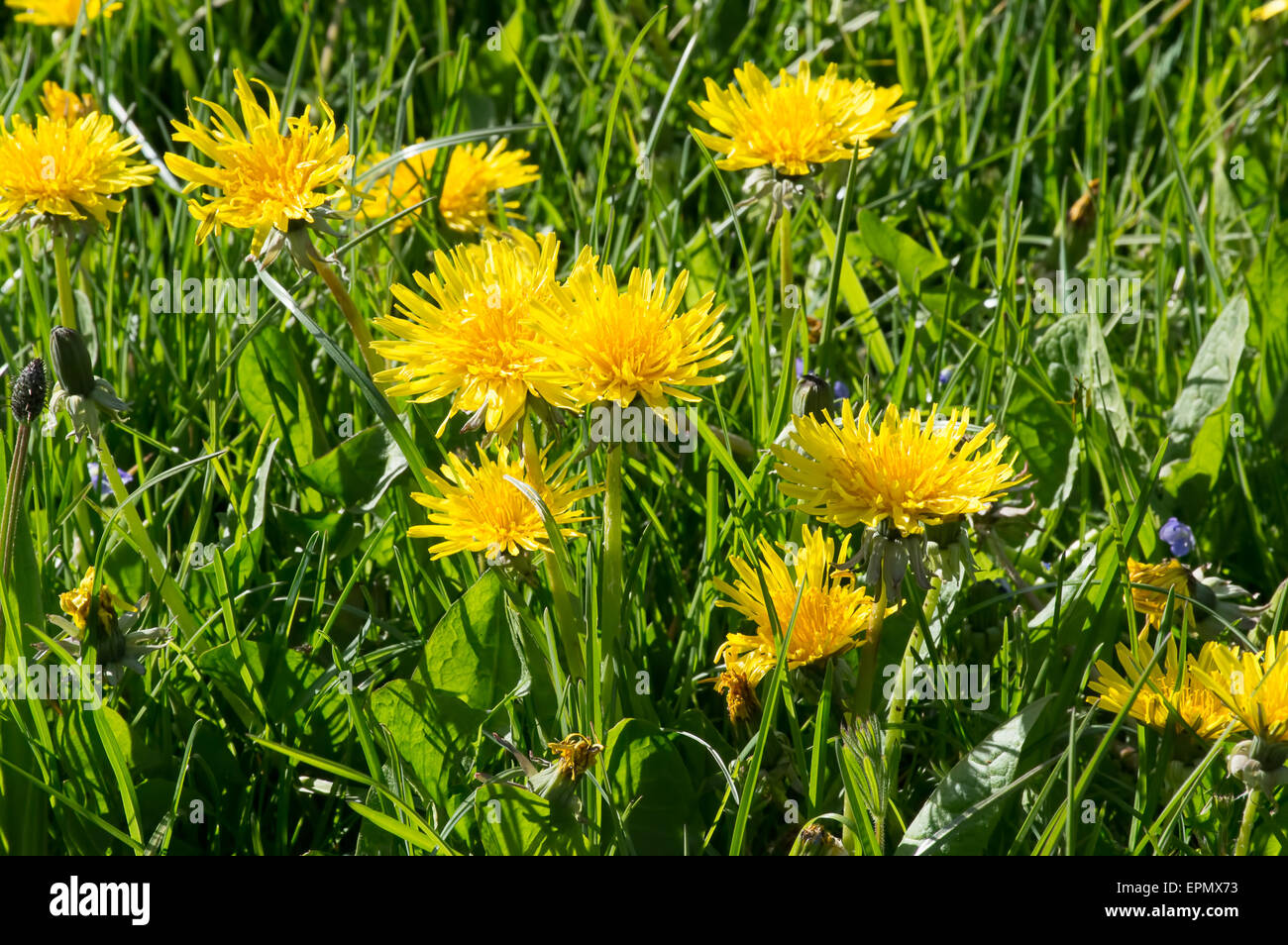 dandelions growing wild on a sunny day Stock Photo - Alamy