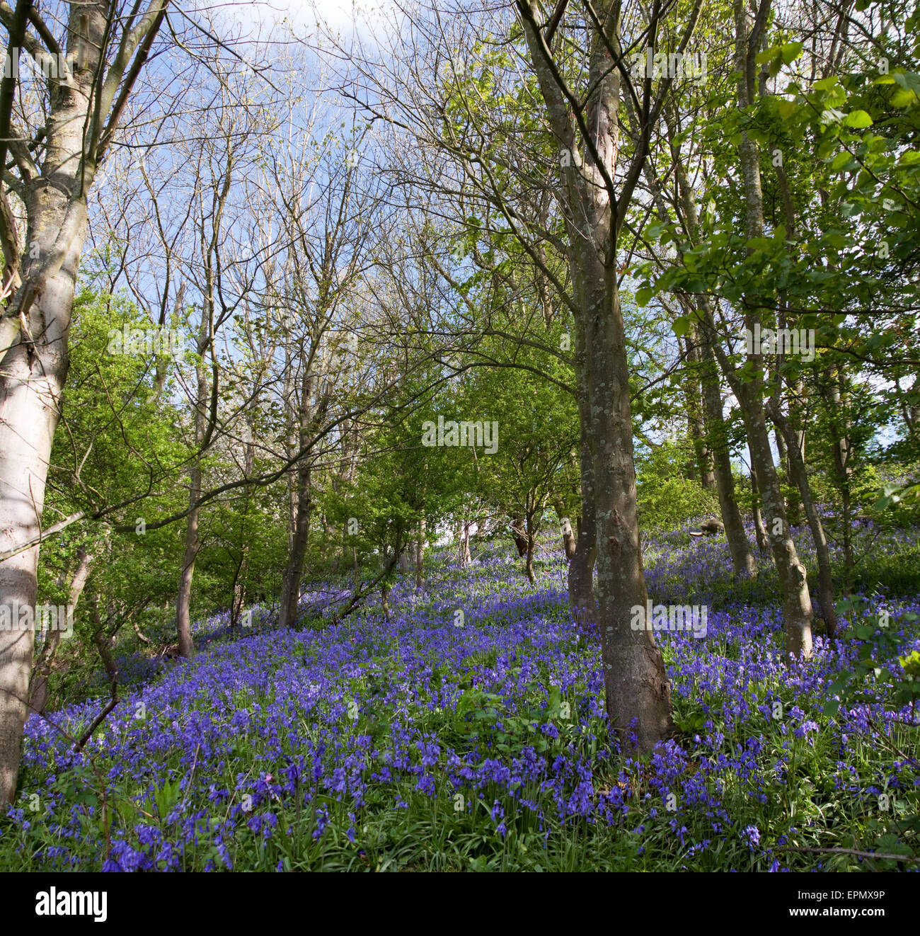 Blue Bells Hyacinthoides Stock Photo - Alamy