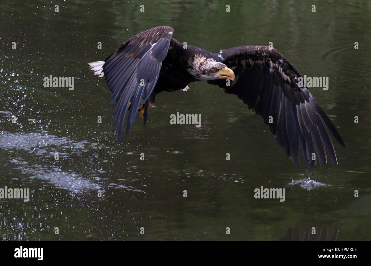 American Bald eagle (Haliaeetus leucocephalus) hunting while in flight ...