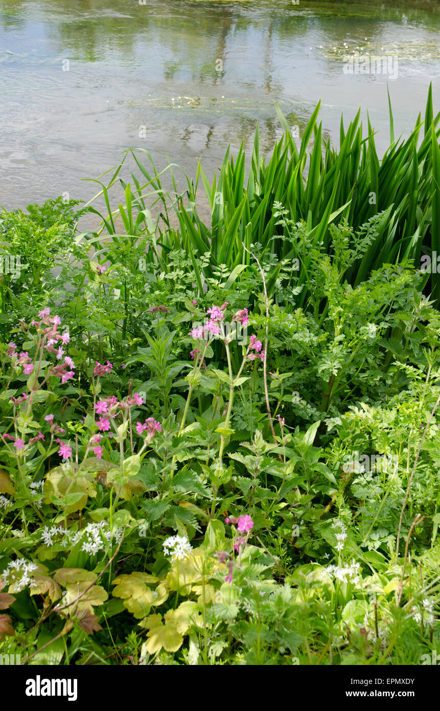 Pink Campion Silene Dioica growing next to chalk stream in Dorset Stock ...
