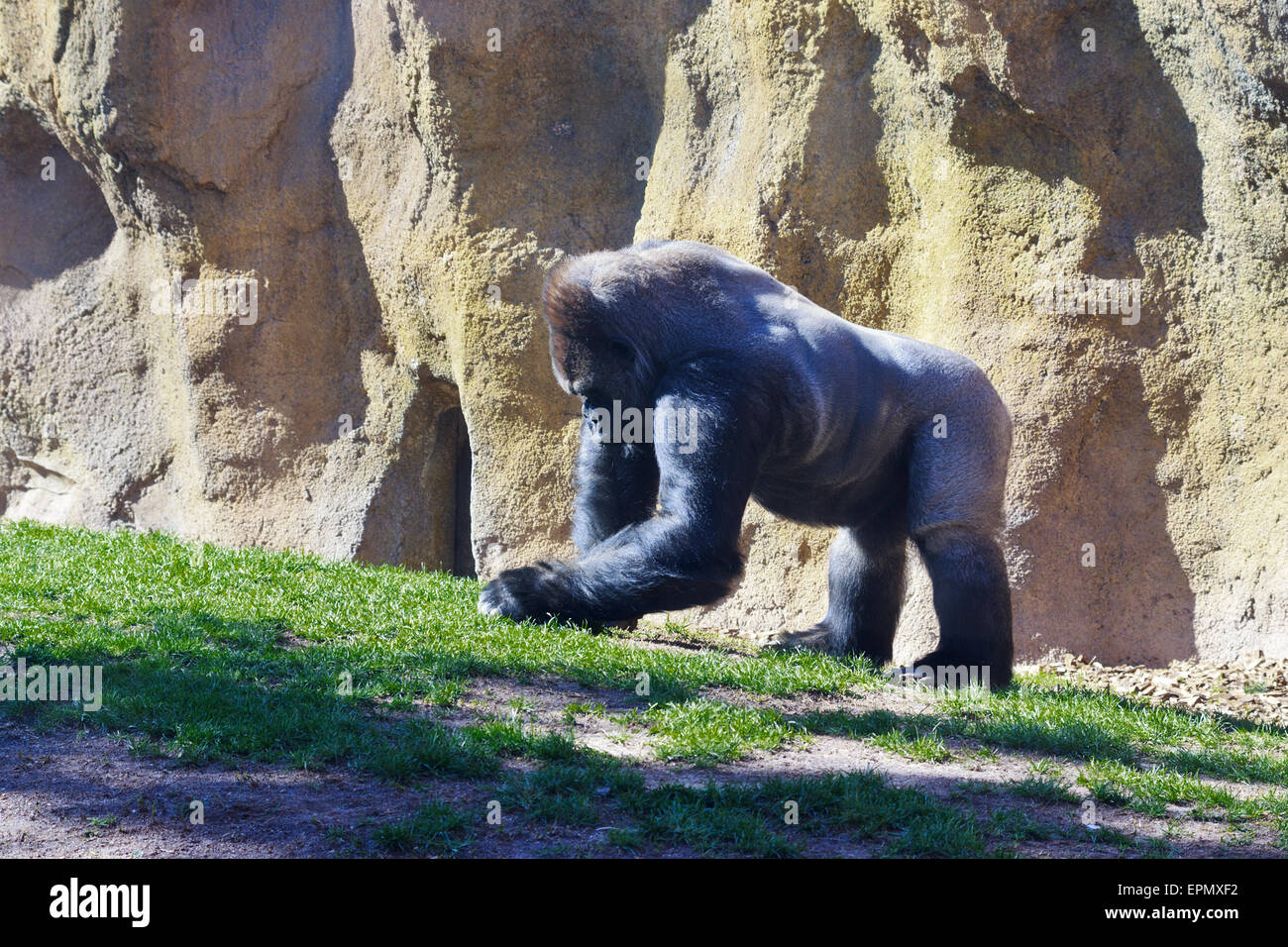 Silver back gorilla hi-res stock photography and images - Alamy