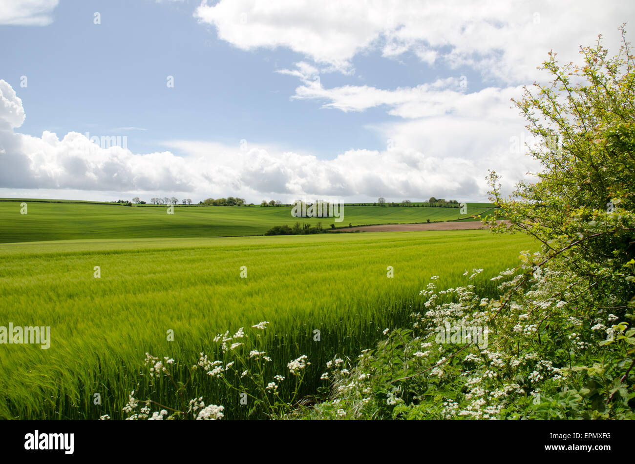 Green fields and hedges hi-res stock photography and images - Alamy