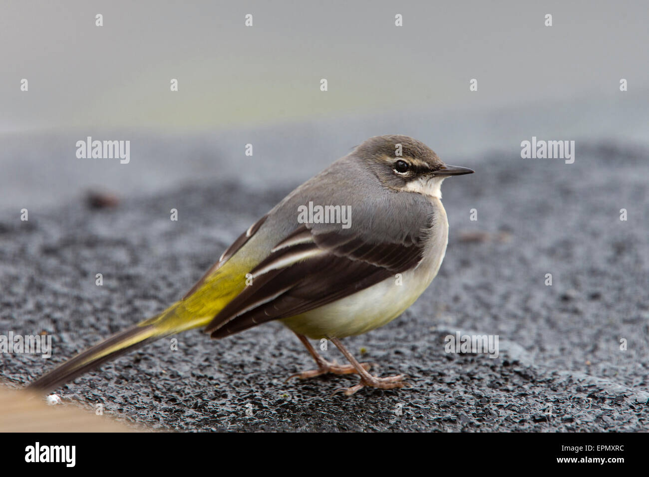 Gray wagtail female hi-res stock photography and images - Alamy