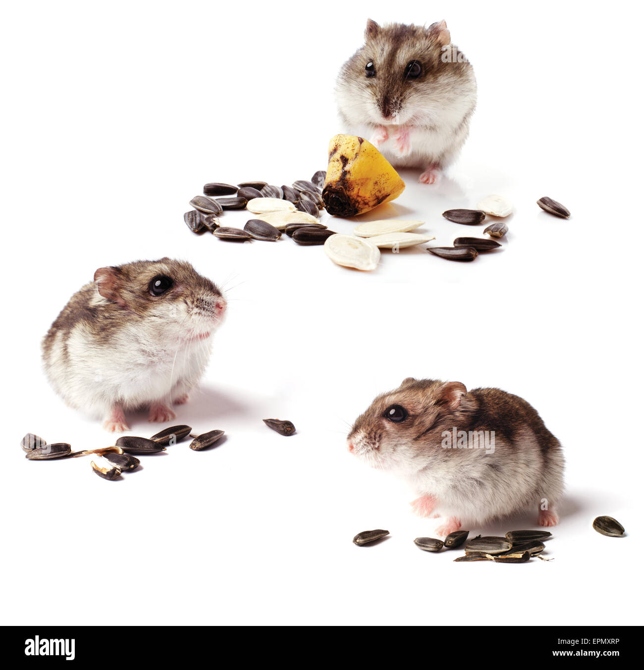 Hamsters Cut Out Stock Images & Pictures - Alamy