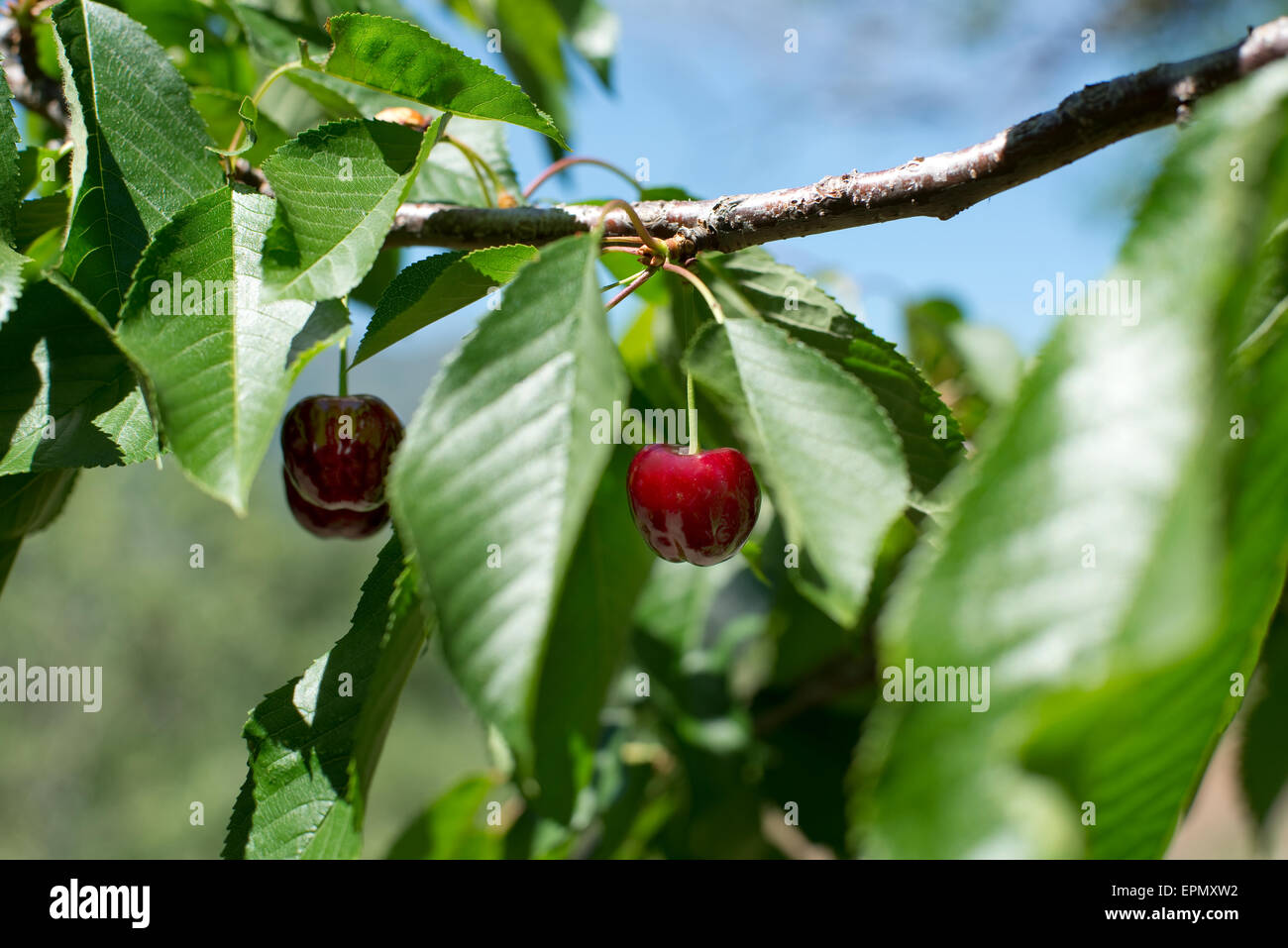 Ecological fresh sweet ripe cherries from Valle del Jerte in Spain, in ...