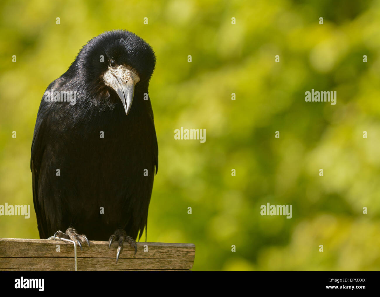 Portrait of rook against green soft focus background with copyspace ...