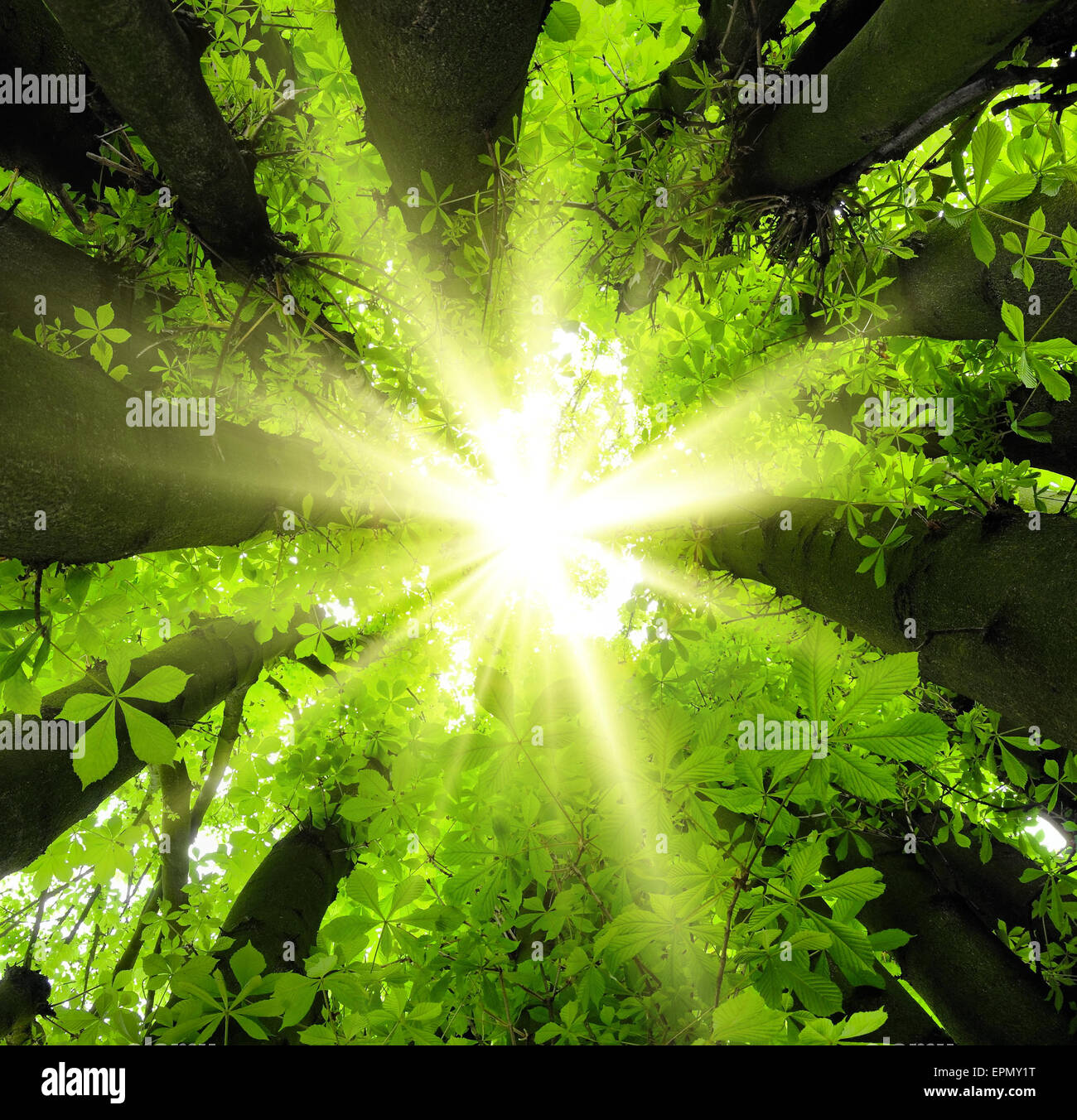 Canopy of tree hi-res stock photography and images - Alamy