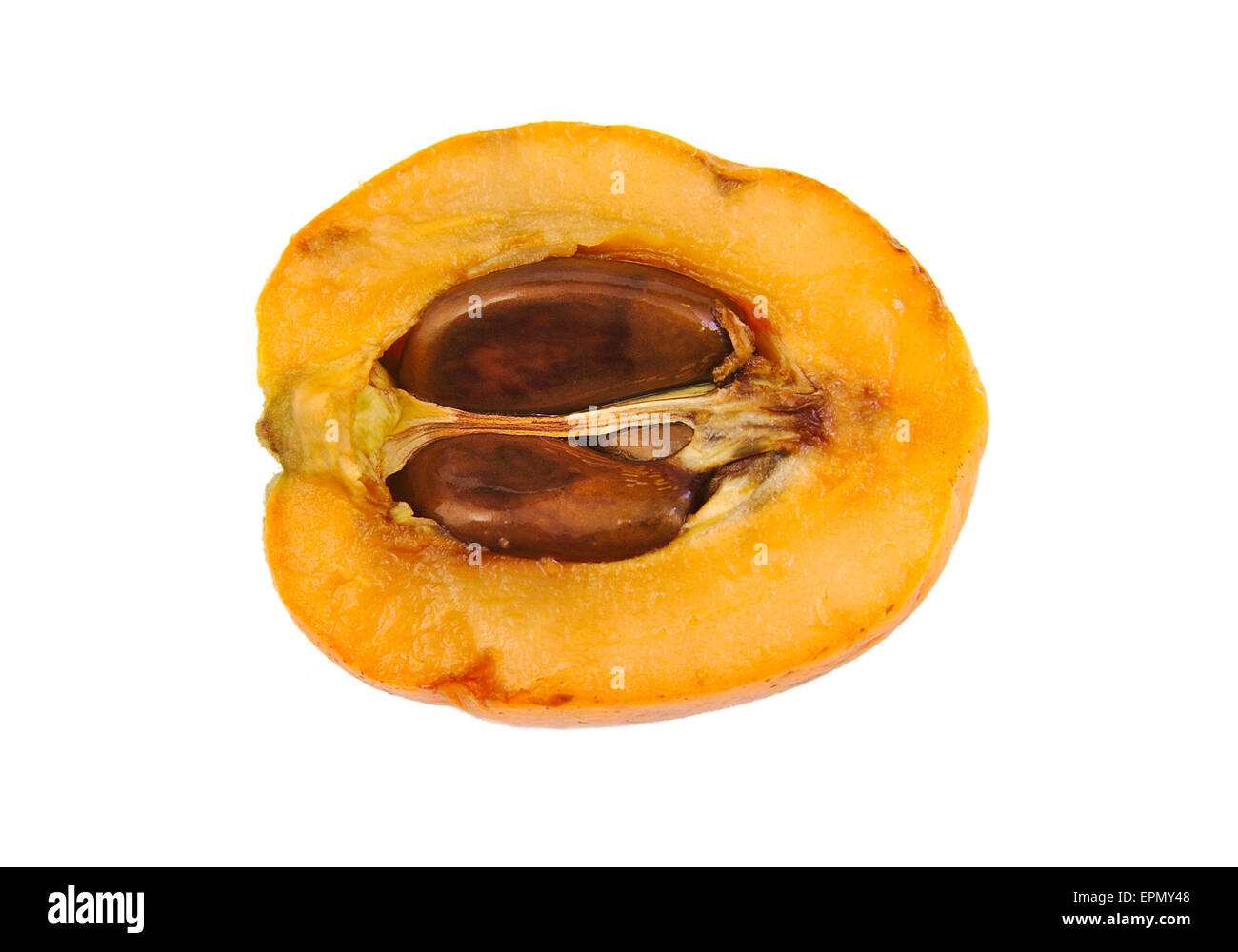 Inner or seed view of loquat fruit on white background Stock Photo - Alamy