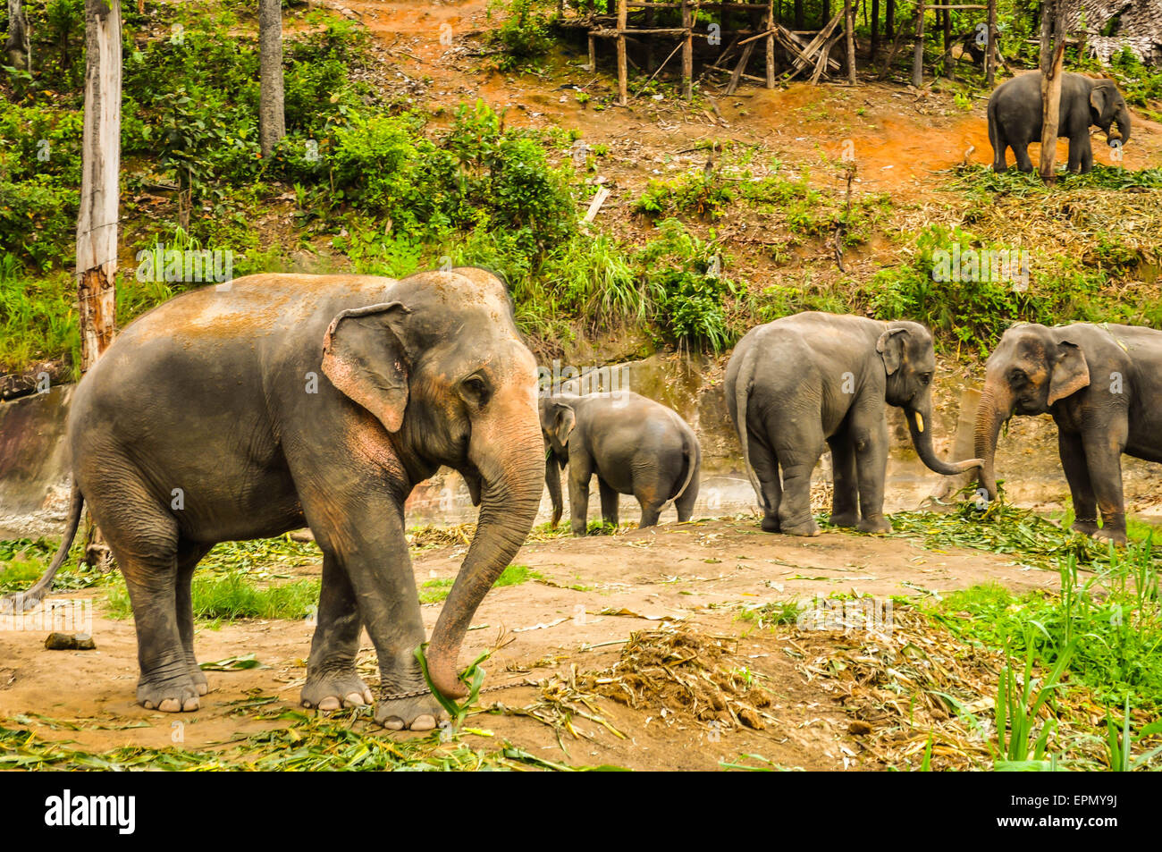 Elephants thailand hi-res stock photography and images - Alamy
