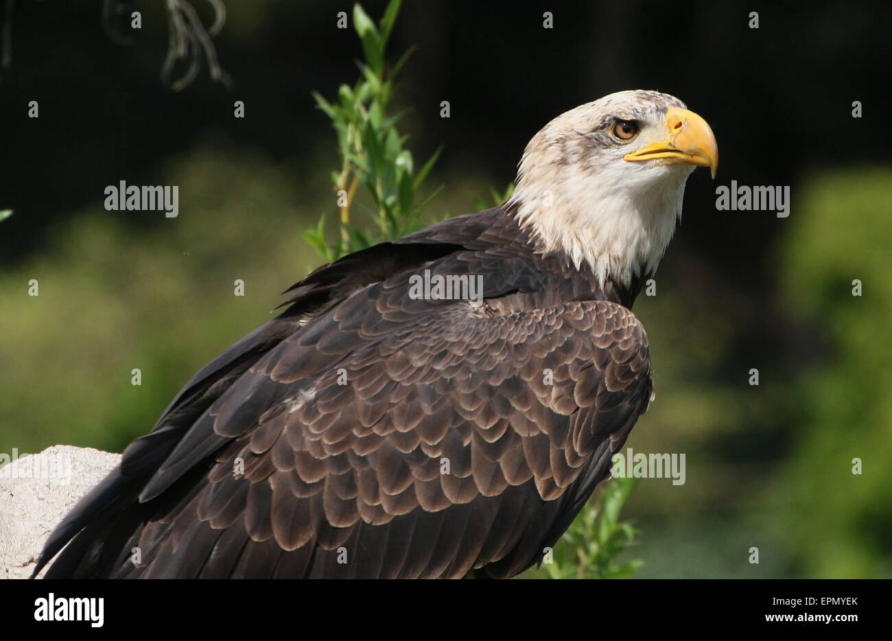 North american bald eagle hi-res stock photography and images - Alamy