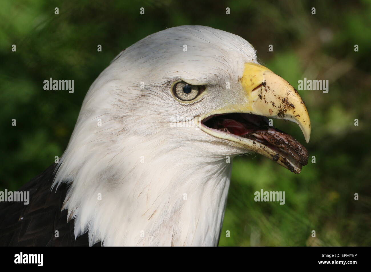 American bald eagle feeding hi-res stock photography and images - Alamy