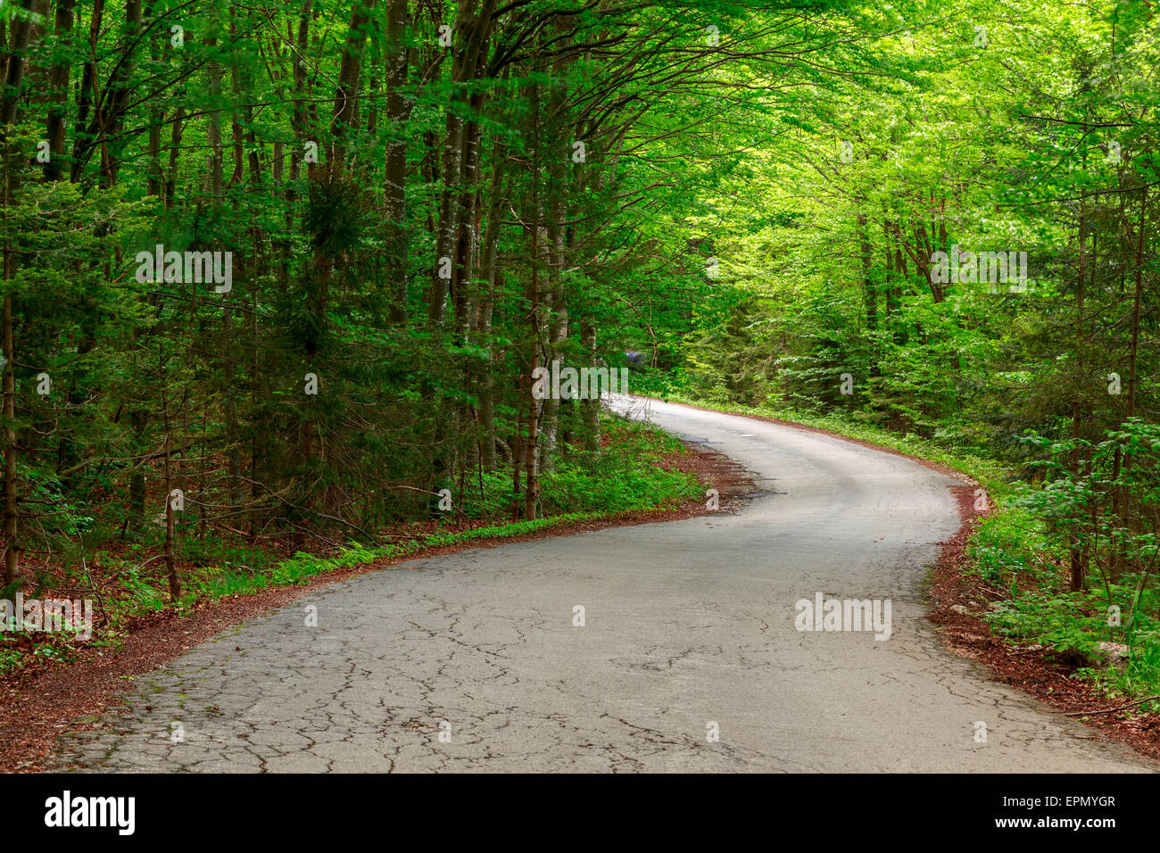 Pathway in green forest hi-res stock photography and images - Alamy