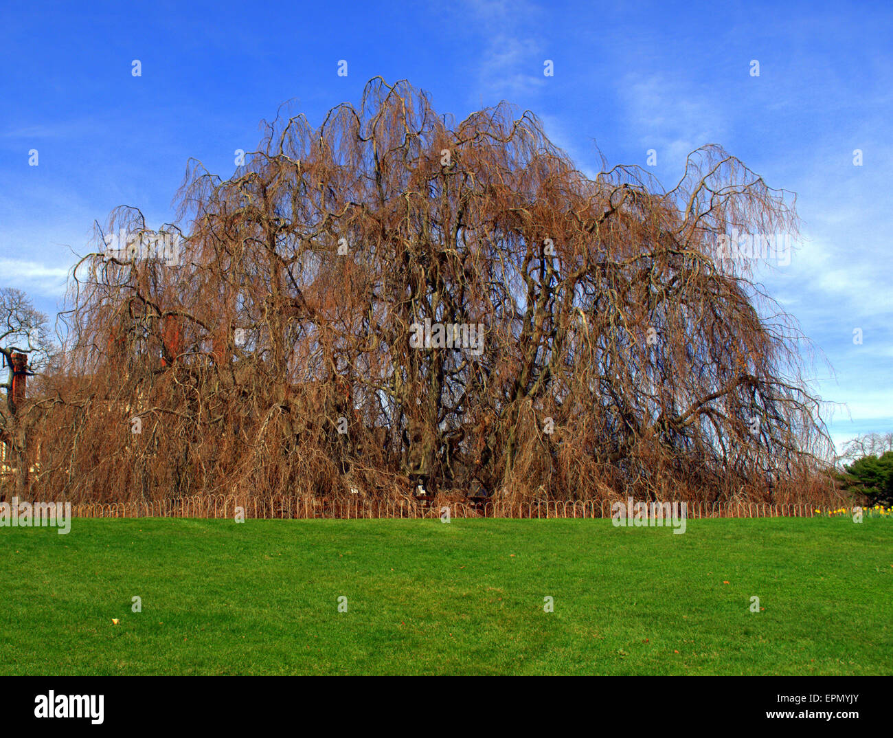Weeping beech tree hi-res stock photography and images - Alamy