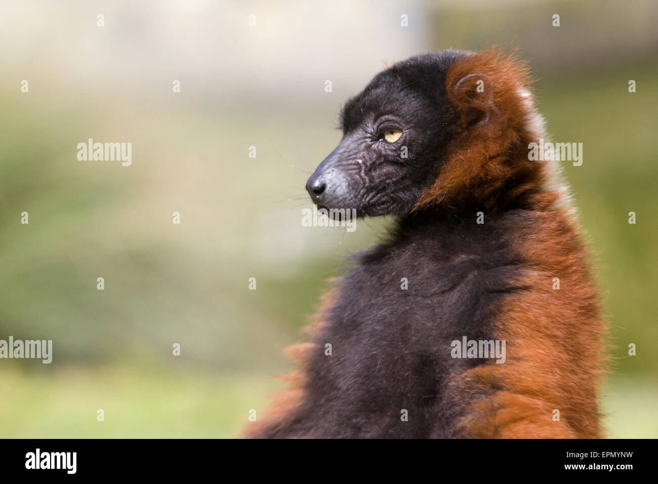 Red Ruffed Lemurs in Captivity Stock Photo - Alamy
