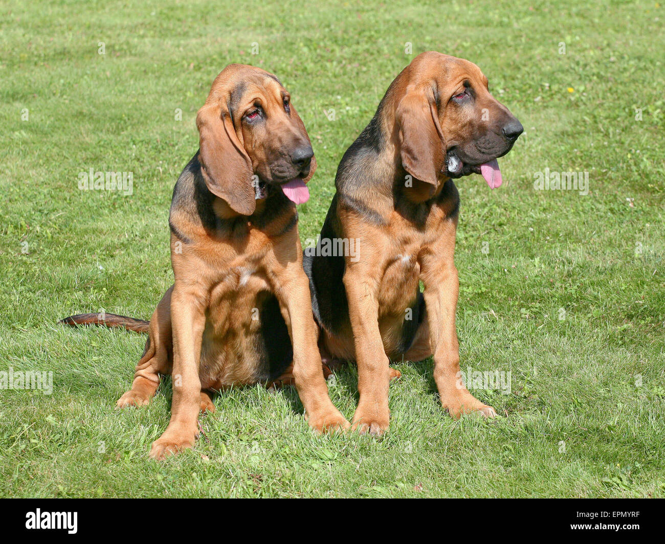 The portrait of pair of Bloodhound dogs in the garden Stock Photo - Alamy